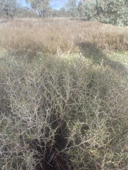 Duma horrida_百度百科