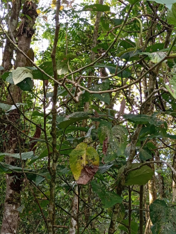 Piper cernuum_百度百科