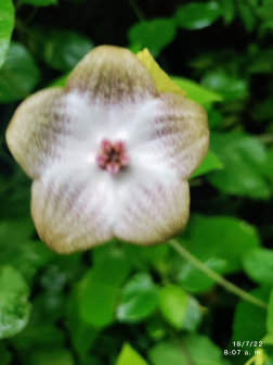 Polystemma guatemalense_百度百科