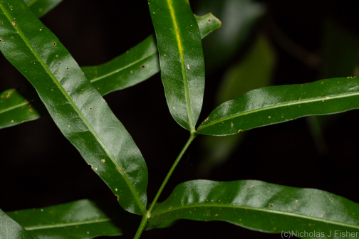 Atalaya multiflora_百度百科