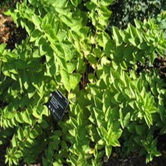 Hydrangea angustipetala 'MonLongShou' GOLDEN CRANE_百度百科