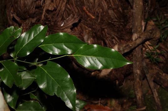 Cryptocarya erythroxylon_百度百科
