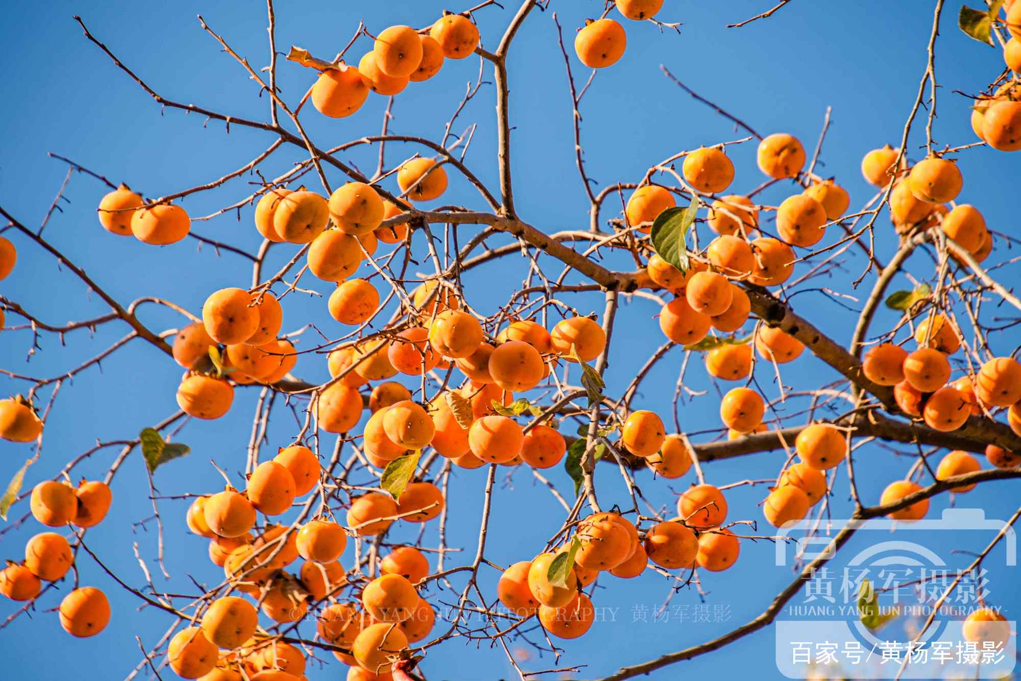 故乡红红的柿子，老家冬日蓝天下挂满枝头的果实，柿子之红很诱人_百科TA说