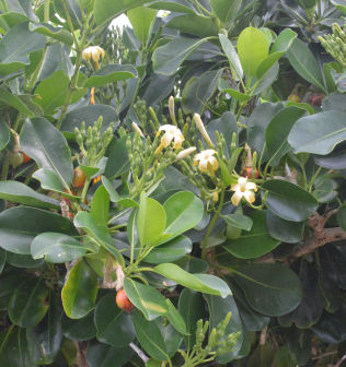 Fagraea berteroana_百度百科