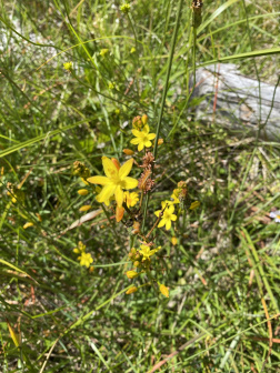 Bulbine bulbosa_百度百科