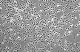df-1细胞_百度百科