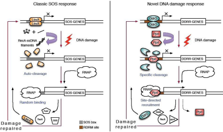 SOS修复_百度百科