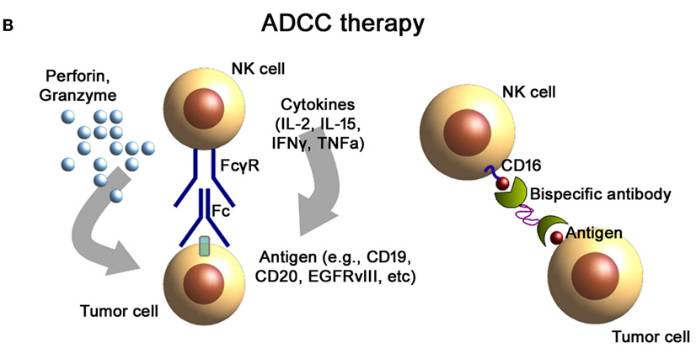 NK细胞的三重武功：自身受体、ADCC、CAR-NK_百科TA说