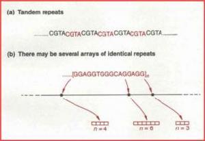 卫星DNA_百度百科