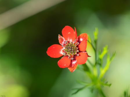 Adonis annua_百度百科