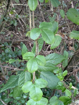 Boquila trifoliolata_百度百科