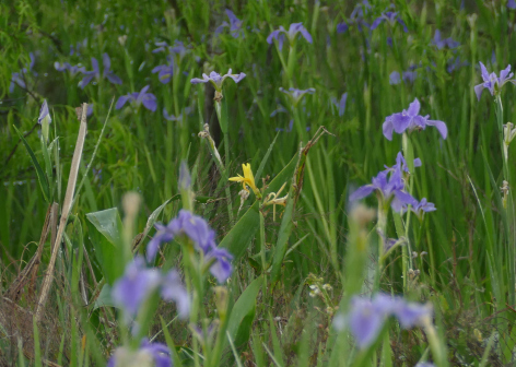 Iris hexagona_百度百科