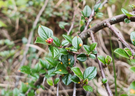 Cotoneaster apiculatus（蔷薇科植物）_百度百科