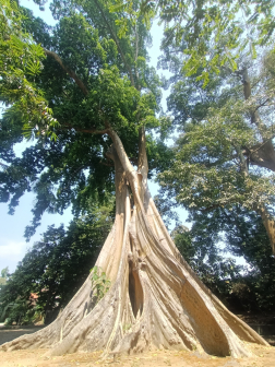 Ficus albipila_百度百科