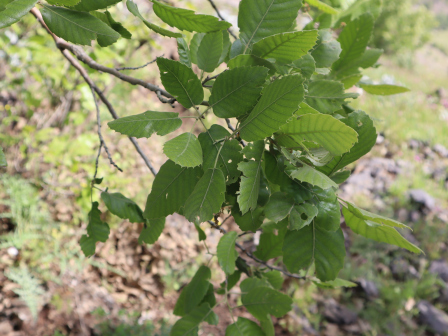 Quercus brantii_百度百科