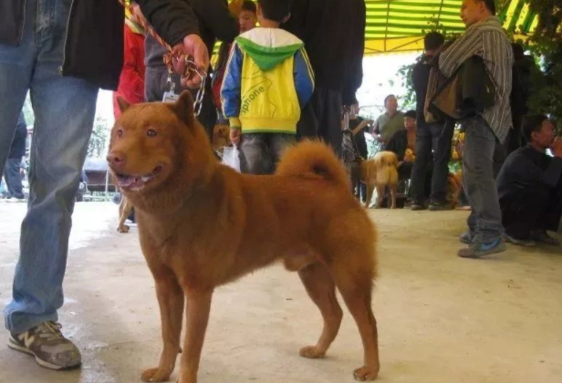 唐狗就是中华田园犬吗？_百科TA说