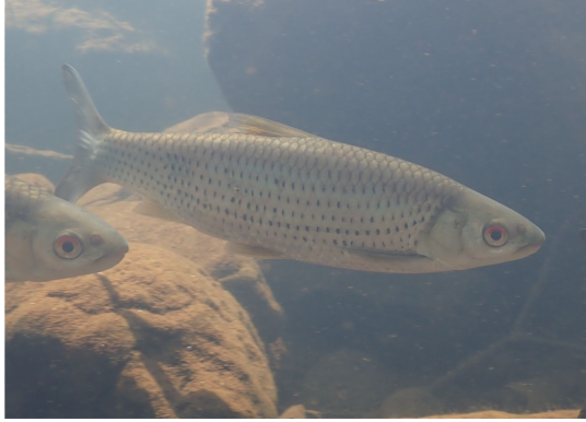 赤眼鳟_百度百科