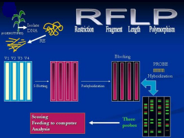 RFLP_百度百科