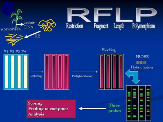 RFLP_百度百科