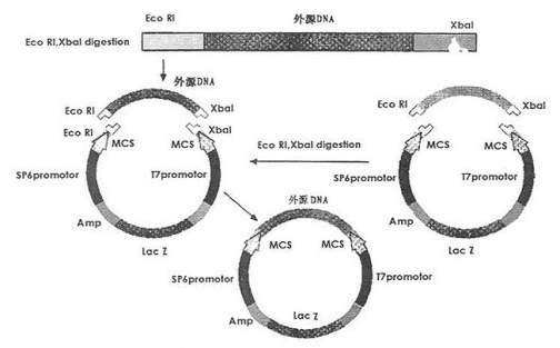 噬菌体载体_百度百科