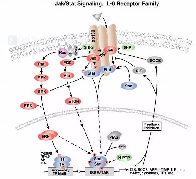 炎症、免疫与癌症扯不清理还乱关系背后：Jak/Stat-IL-6 pathway_百科TA说