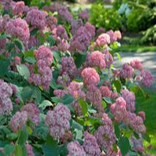 Hydrangea arborescens 'NCHA1' INVINCIBELLE SPIRIT_百度百科