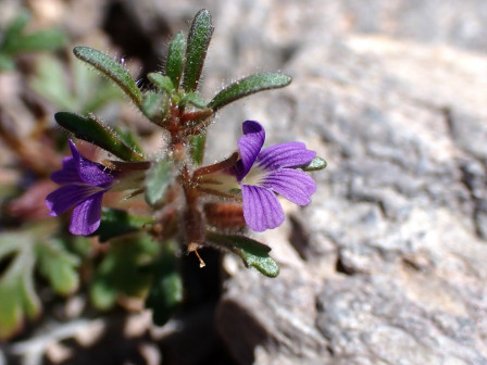 Schistophragma intermedium_百度百科