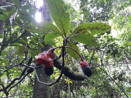 Aniba guianensis_百度百科