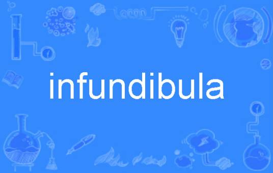 infundibula_百度百科