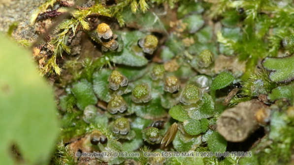 反向疣冠苔_百度百科