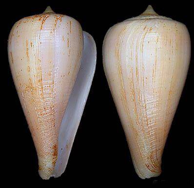 荞头芋螺_百度百科