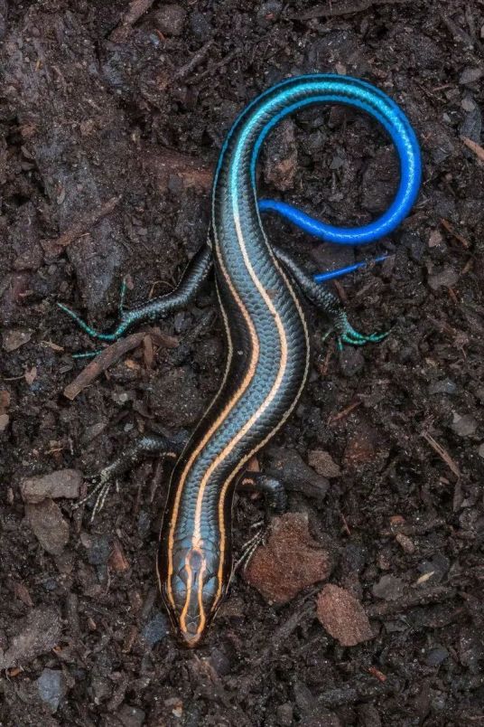 Pannoniasaurus inexpectatus_百度百科