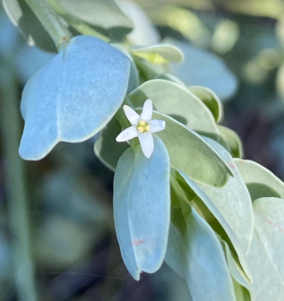 Olax phyllanthi_百度百科