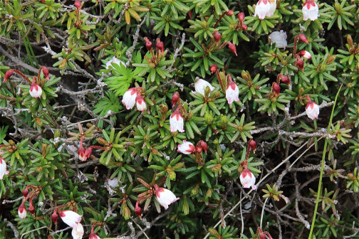 Phyllodoce nipponica_百度百科