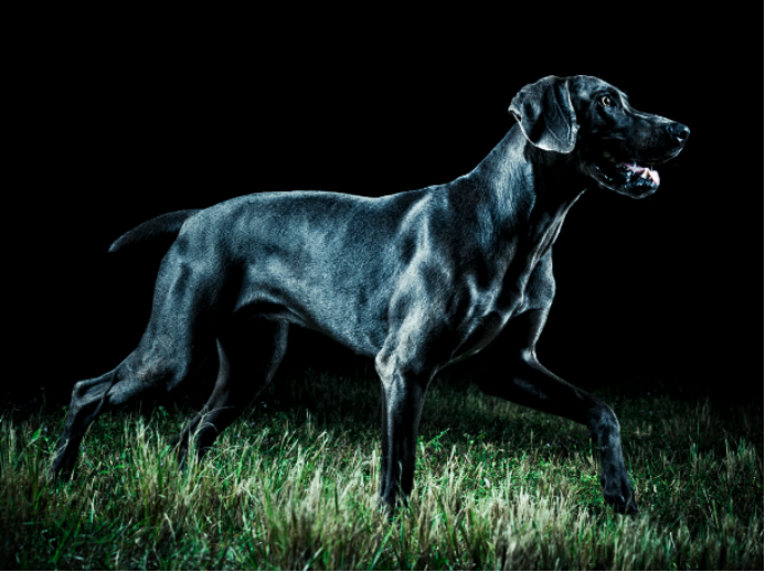 最上镜的优秀犬种：威玛猎犬_百科TA说
