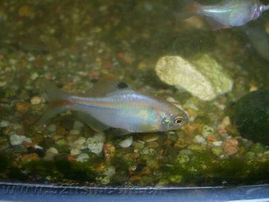 彩石鰟鮍_百度百科