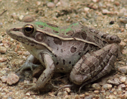美洲牛蛙_百度百科