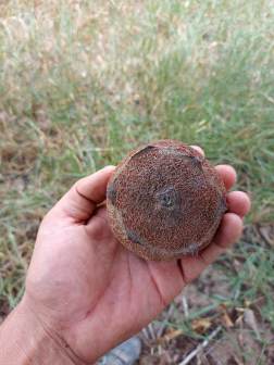 Lecythis lurida_百度百科