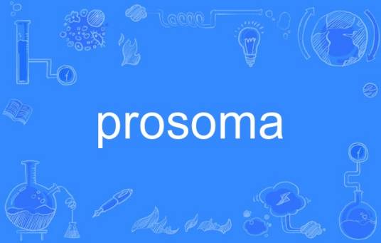 prosoma_百度百科