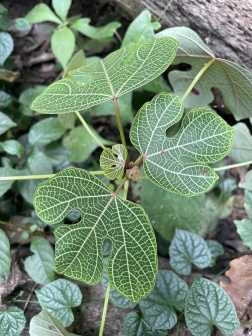 Cylicomorpha parviflora_百度百科