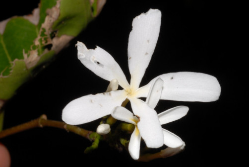 Saba comorensis_百度百科