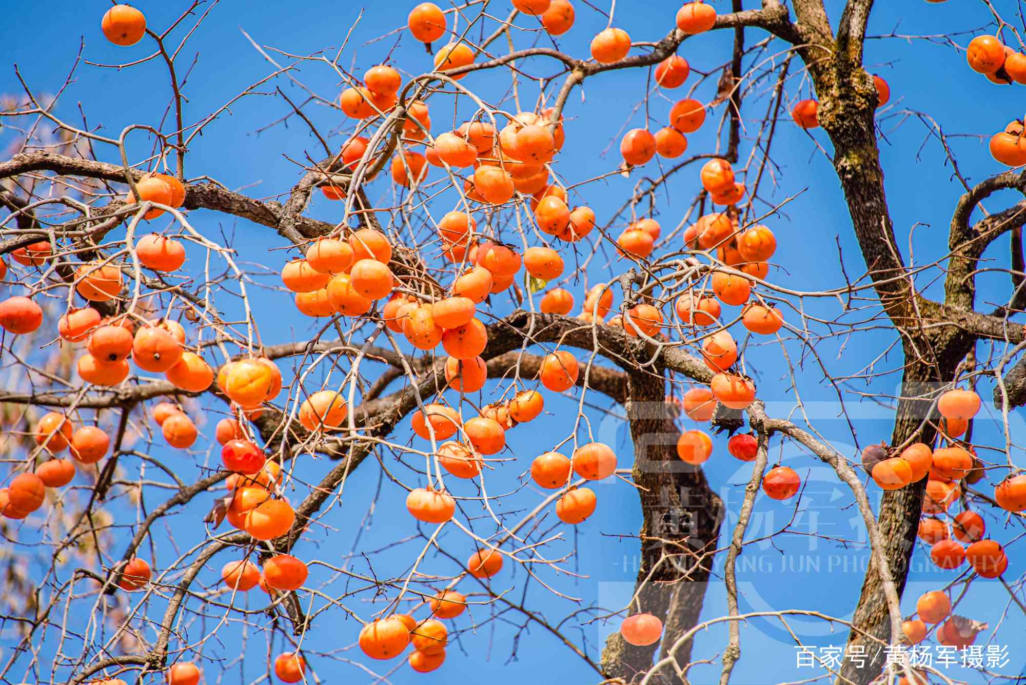 冬日蓝天下挂满枝头的乡村果实，故乡的红柿子难忘的美，景象熟悉_百科TA说