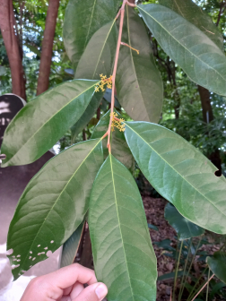 Aniba cylindriflora_百度百科