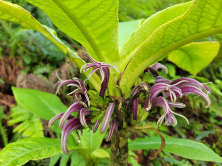 Cyanea crispa_百度百科