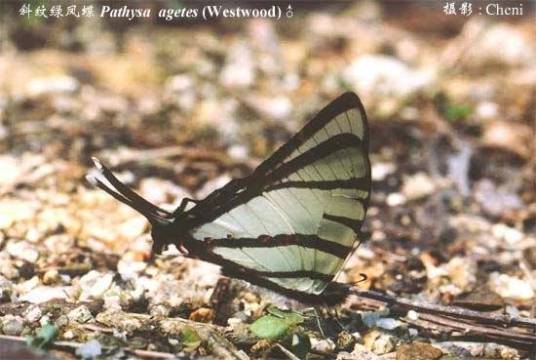斜纹绿凤蝶_百度百科