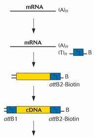 cDNA_百度百科