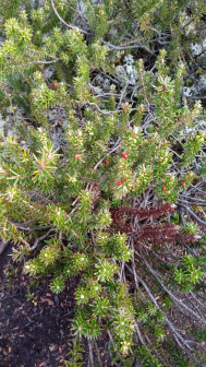 Planocarpa sulcata_百度百科