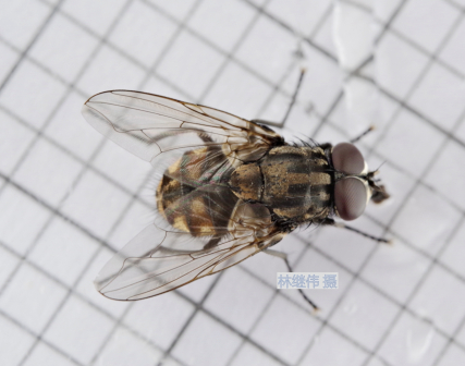 黑边家蝇_百度百科