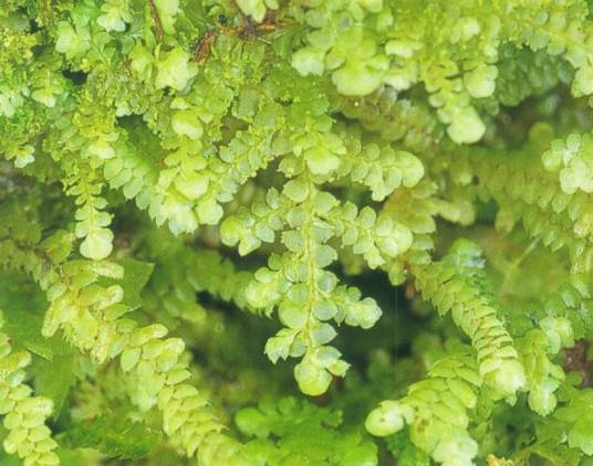 弯叶扁锦藓_百度百科