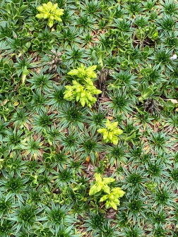 Plantago rigida_百度百科